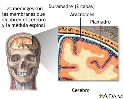Duramadre: la influencia de sus tensiones en nuestro organismo | Meridians